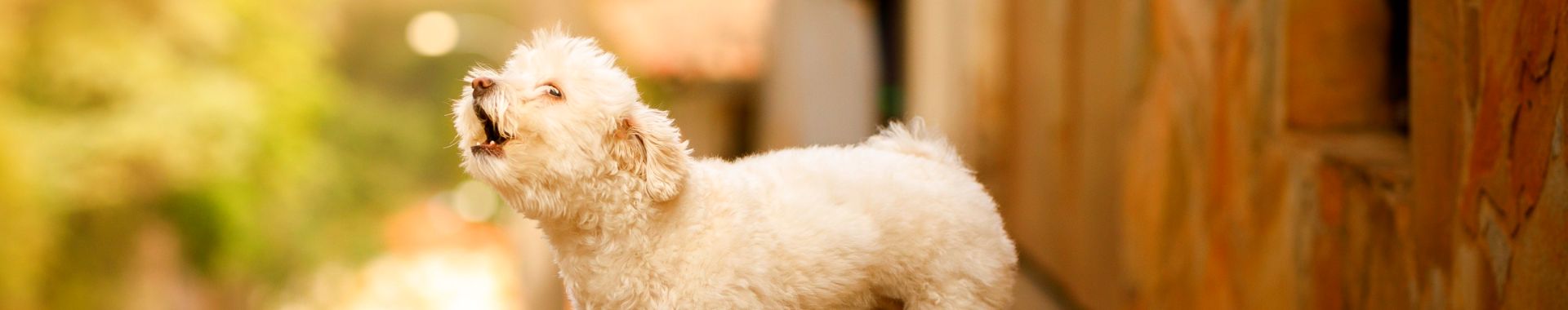 Por qué ladran los perros - CANMIGOS