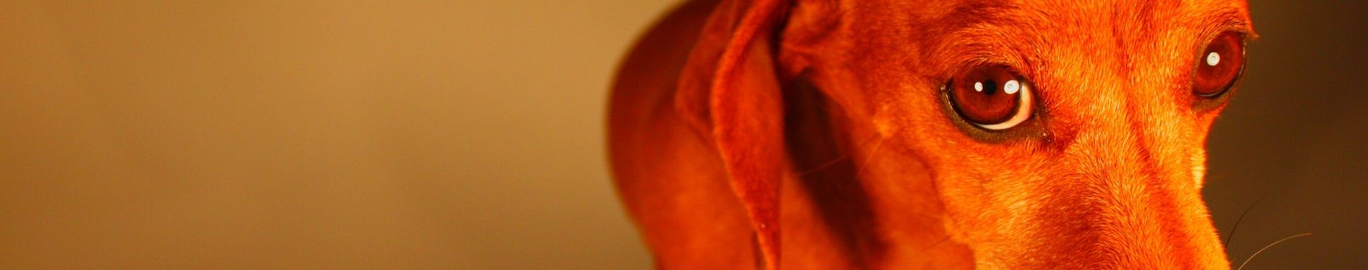 Por qué lloran los perros - CANMIGOS